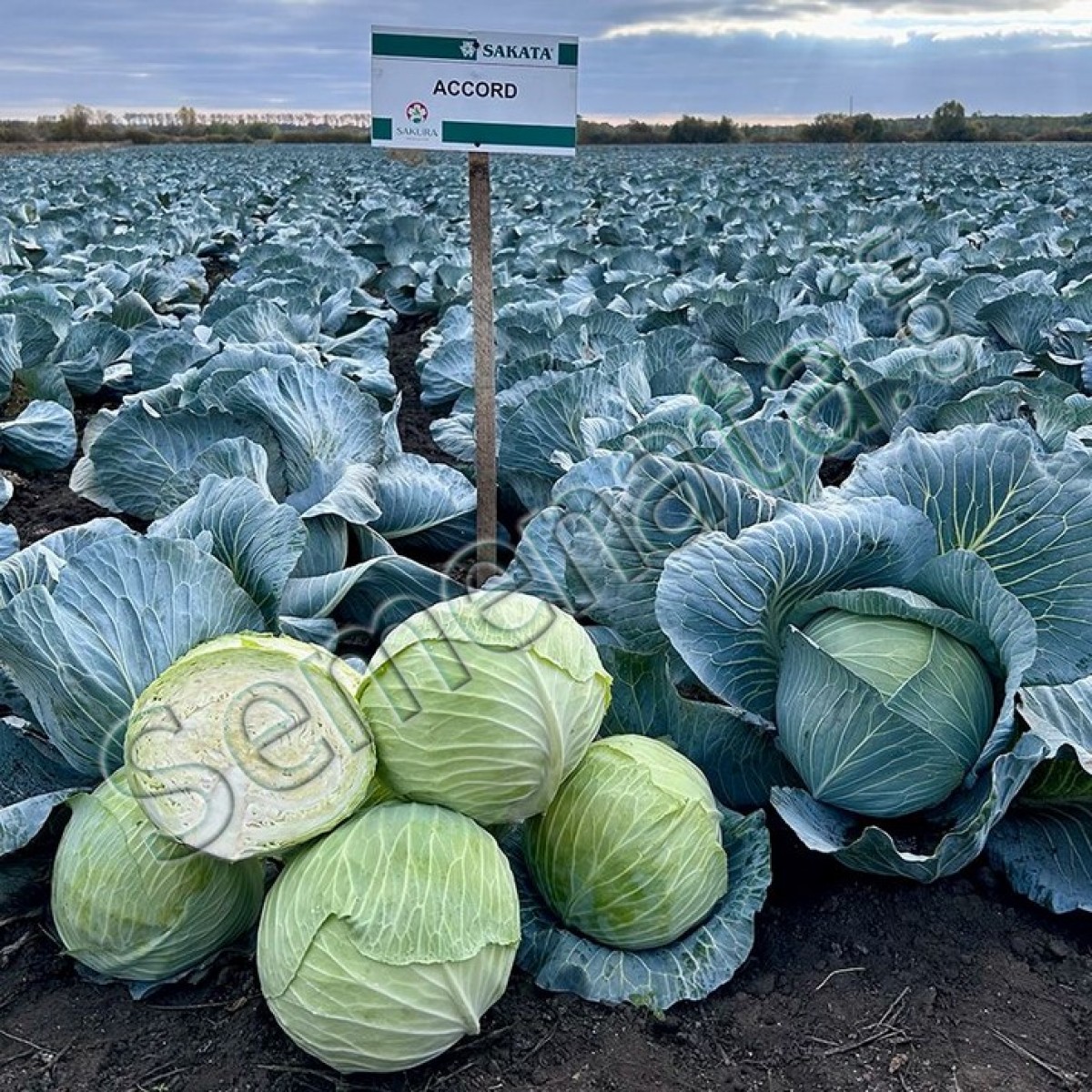 Certified Hybrid Cabbage Seeds Accord F1 by Sakata – Excellent ...